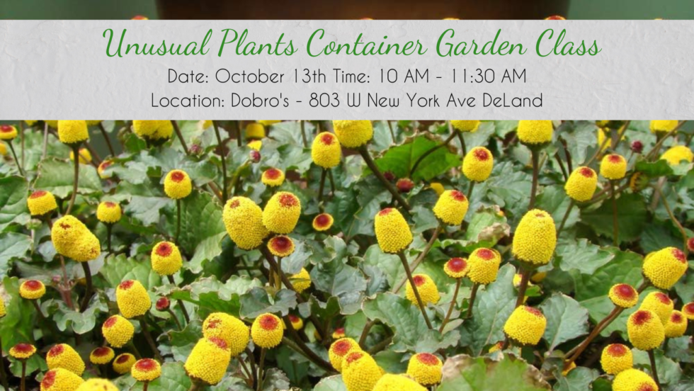 Build Your Own Unusual Plants Container Garden Class | Fairy Tale ...